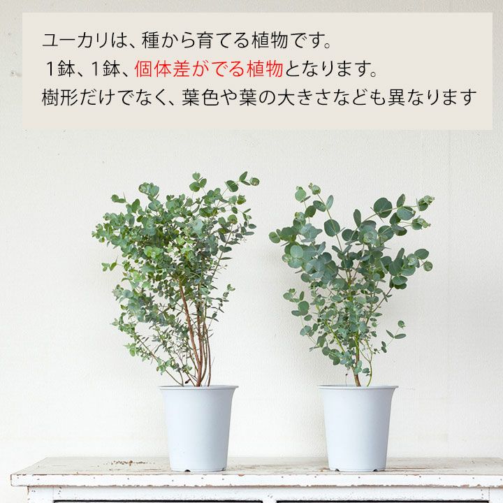 ユーカリ・グニー | [公式]e-花屋さん