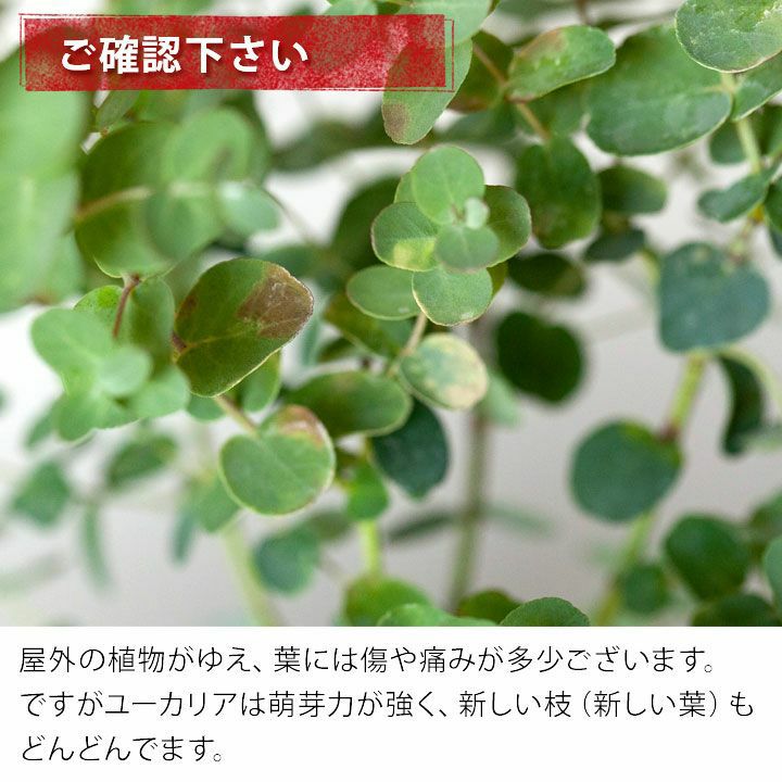 ユーカリ・グニー | [公式]e-花屋さん