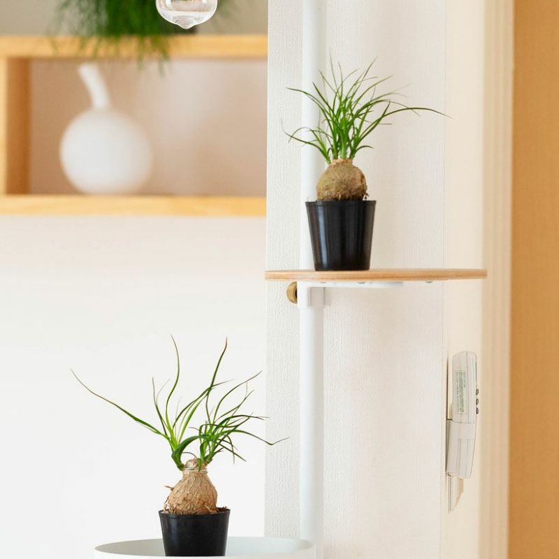ノリナ(トックリラン)ポニーテール|幹が太い人気の観葉植物 ノリナ(トックリラン)ポニーテール|幹が太い人気の観葉植物
